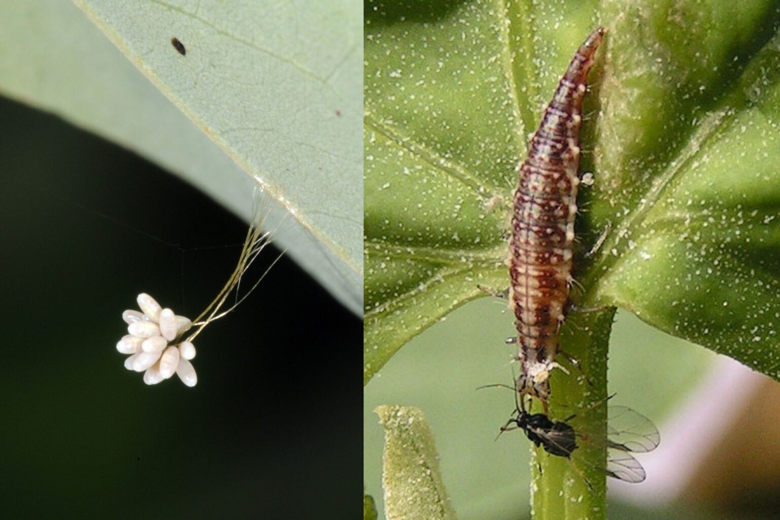 Beneficial Insects: 4 Ways to Attract Lacewings | Southern Exposure Seed Exchange