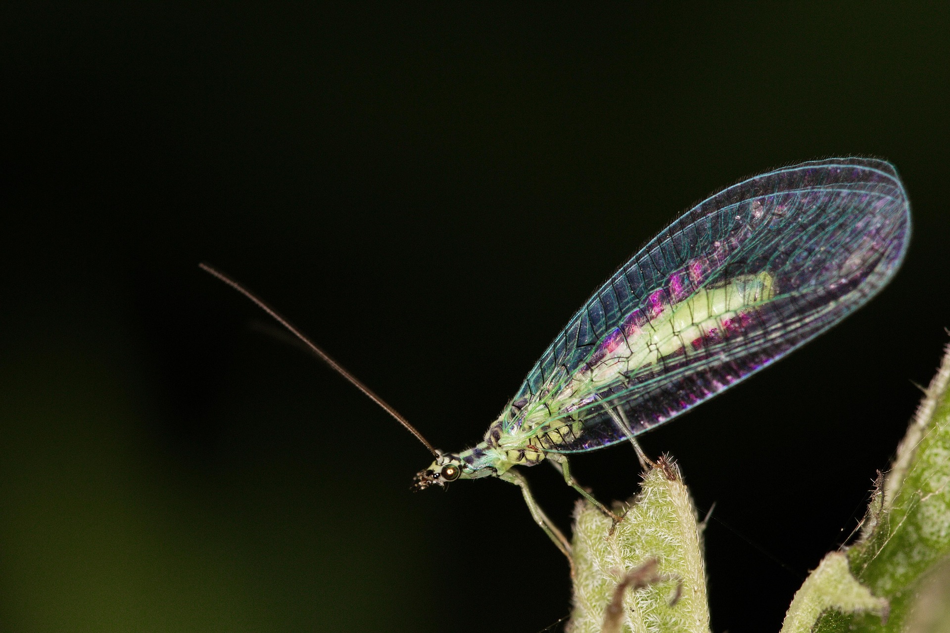 Beneficial Insects: 4 Ways to Attract Lacewings | Southern Exposure Seed Exchange