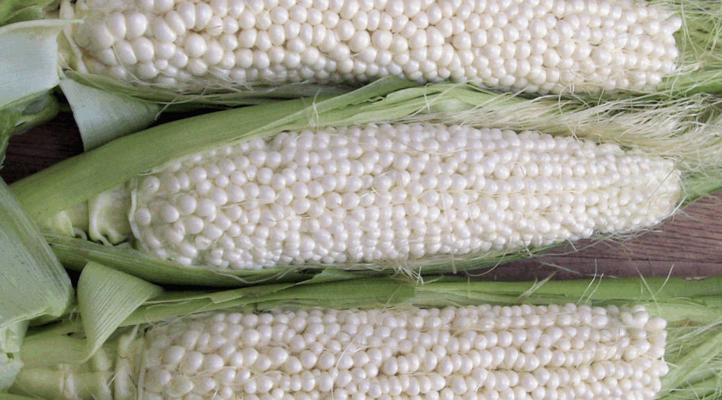 Growing Sweet Corn: Common Problems | Southern Exposure Seed Exchange
