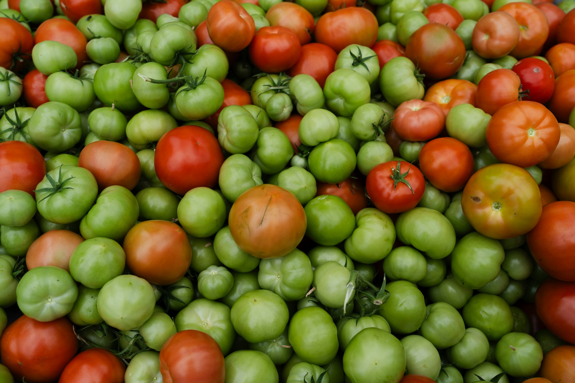 Harvesting & Ripening Green Tomatoes Before Frost | Southern Exposure ...