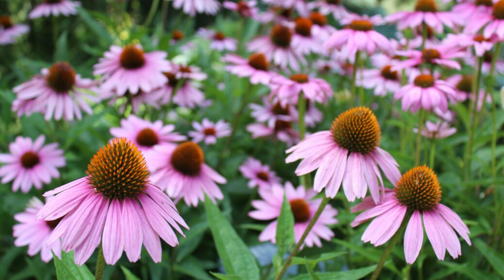 How to Plant Echinacea (Coneflowers) This Fall | Southern Exposure Seed ...