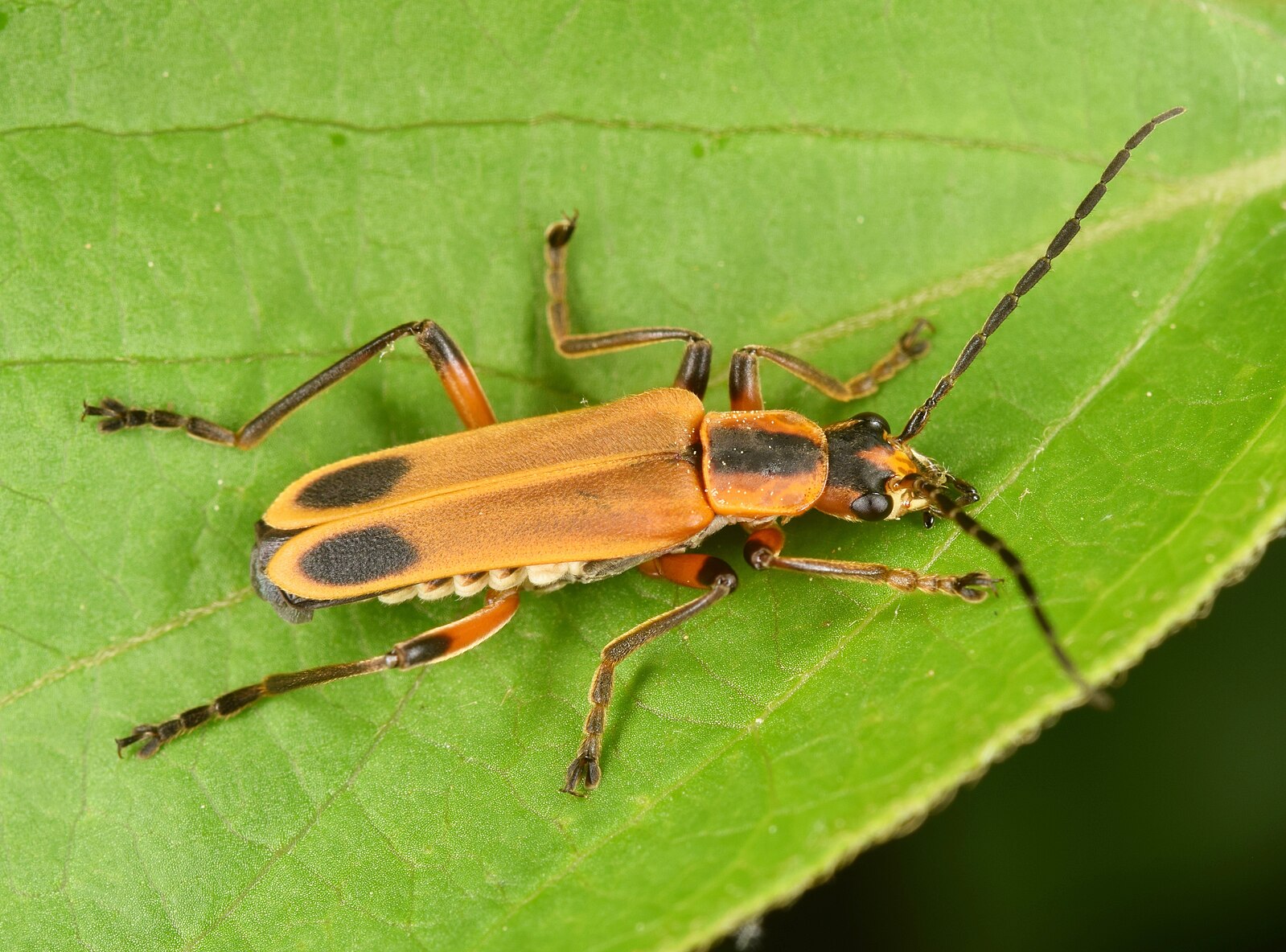 Beneficial Beetles: 5 Types to Attract | Southern Exposure Seed Exchange