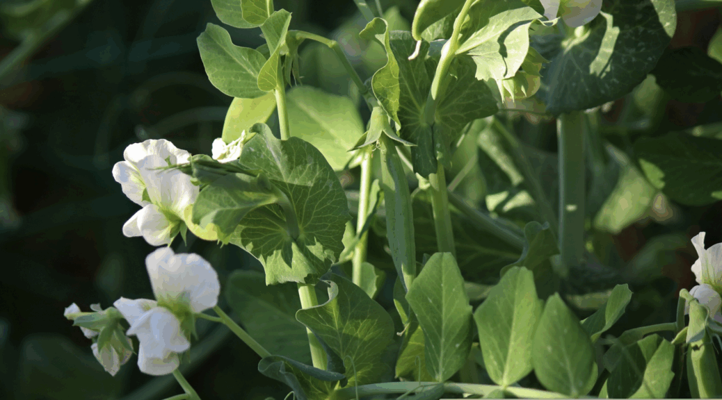 The Complete Guide to Growing Peas | Southern Exposure Seed Exchange