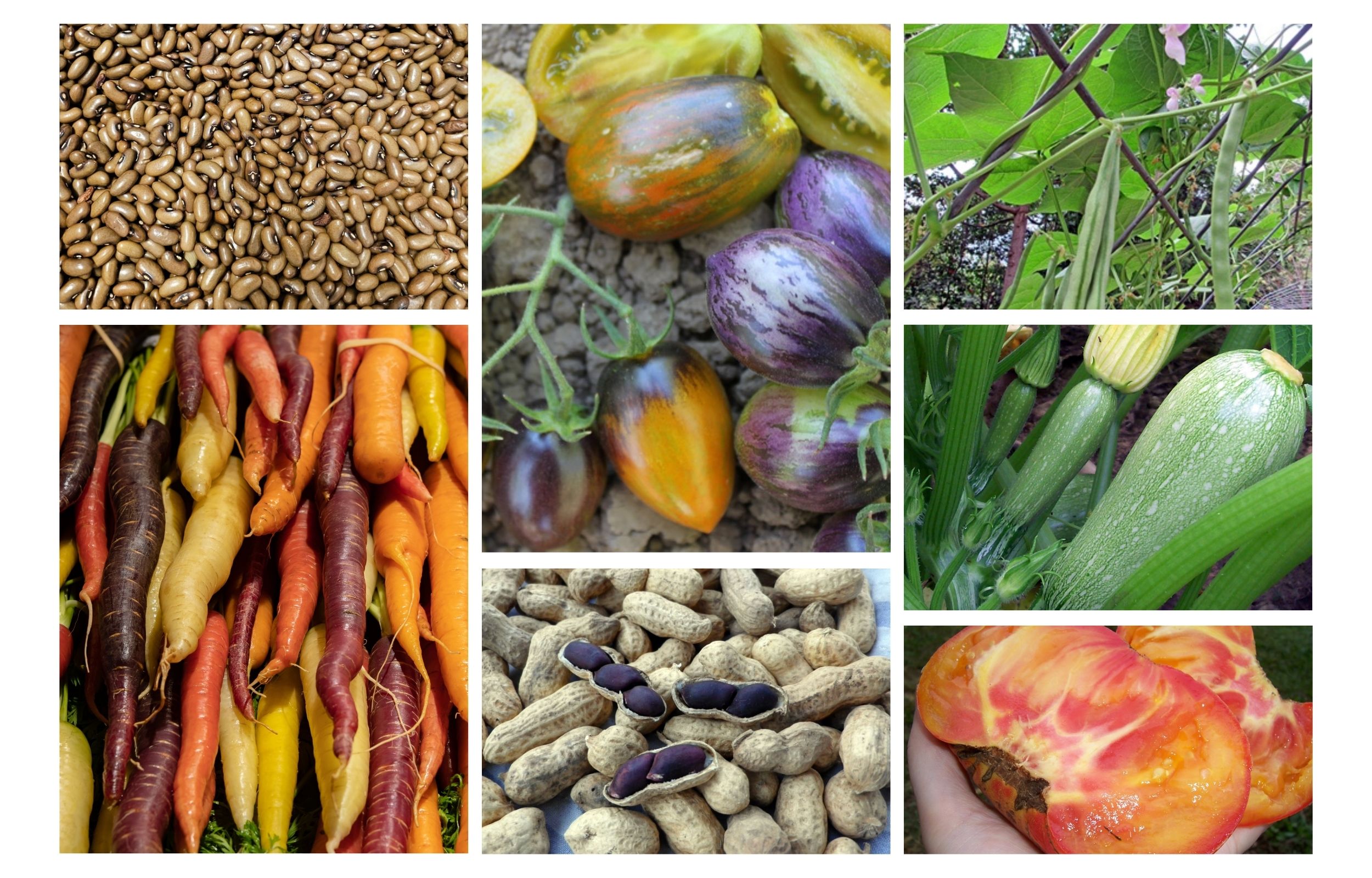 New & Returning Varieties for 2026 | Southern Exposure Seed Exchange