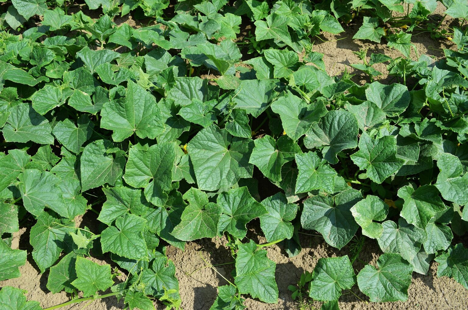 10 Tips for a Huge Cucumber Harvest | Southern Exposure Seed Exchange