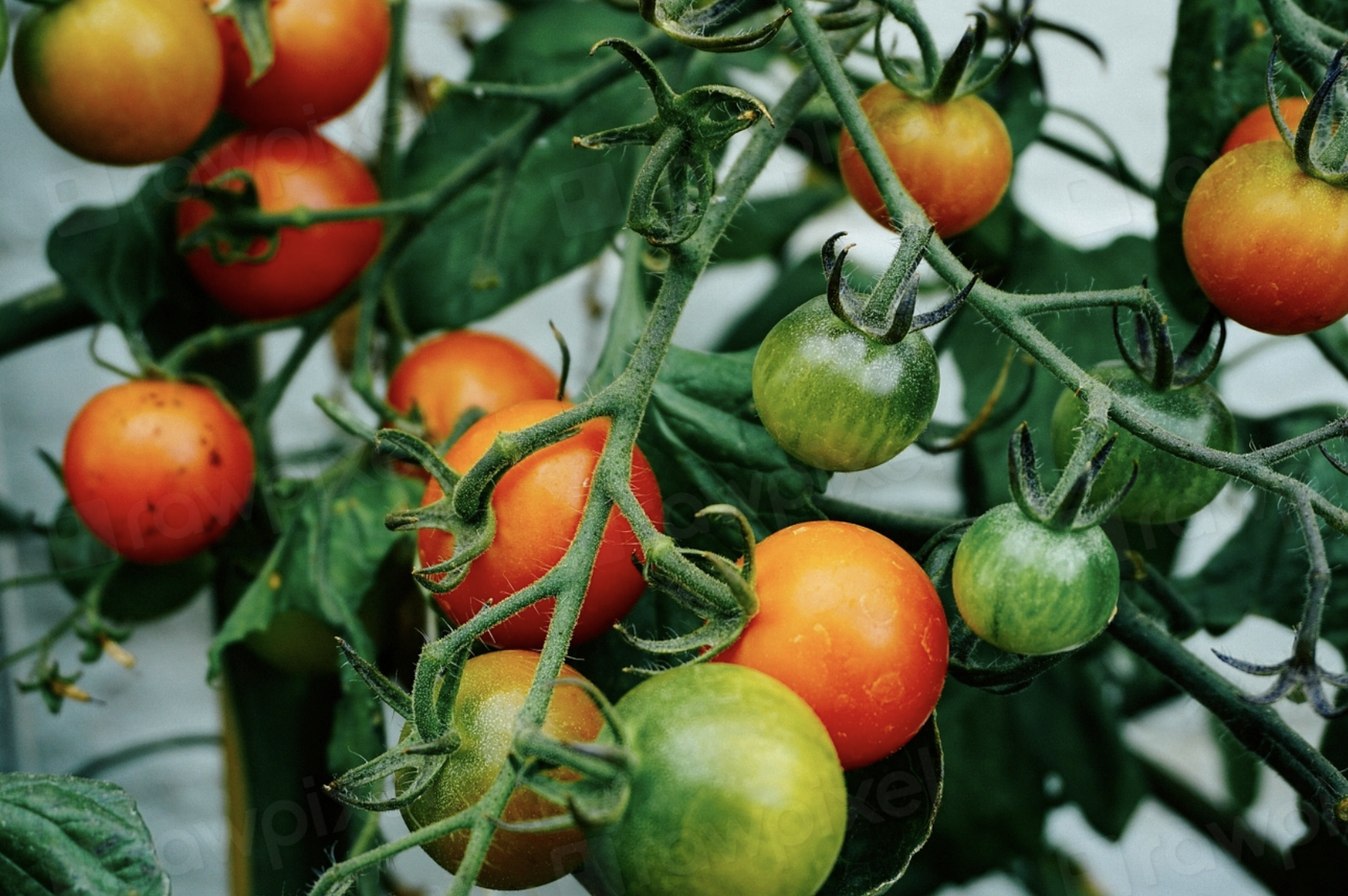 Guide to Greenhouse Tomatoes | Southern Exposure Seed Exchange